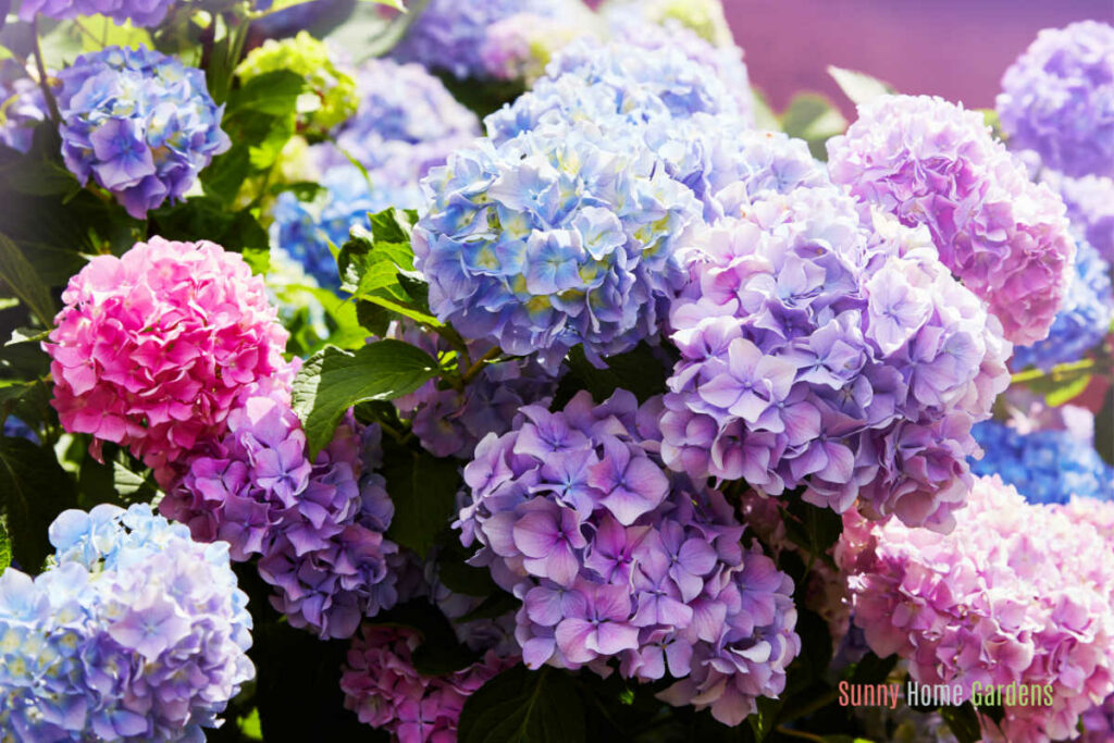 How To Change Hydrangea Color For Gorgeous Blooms - Sunny Home Gardens