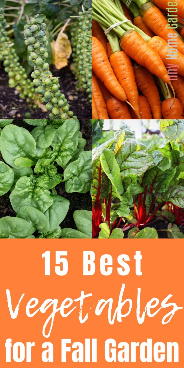 15 Best Vegetables For A Fall Garden - Sunny Home Gardens